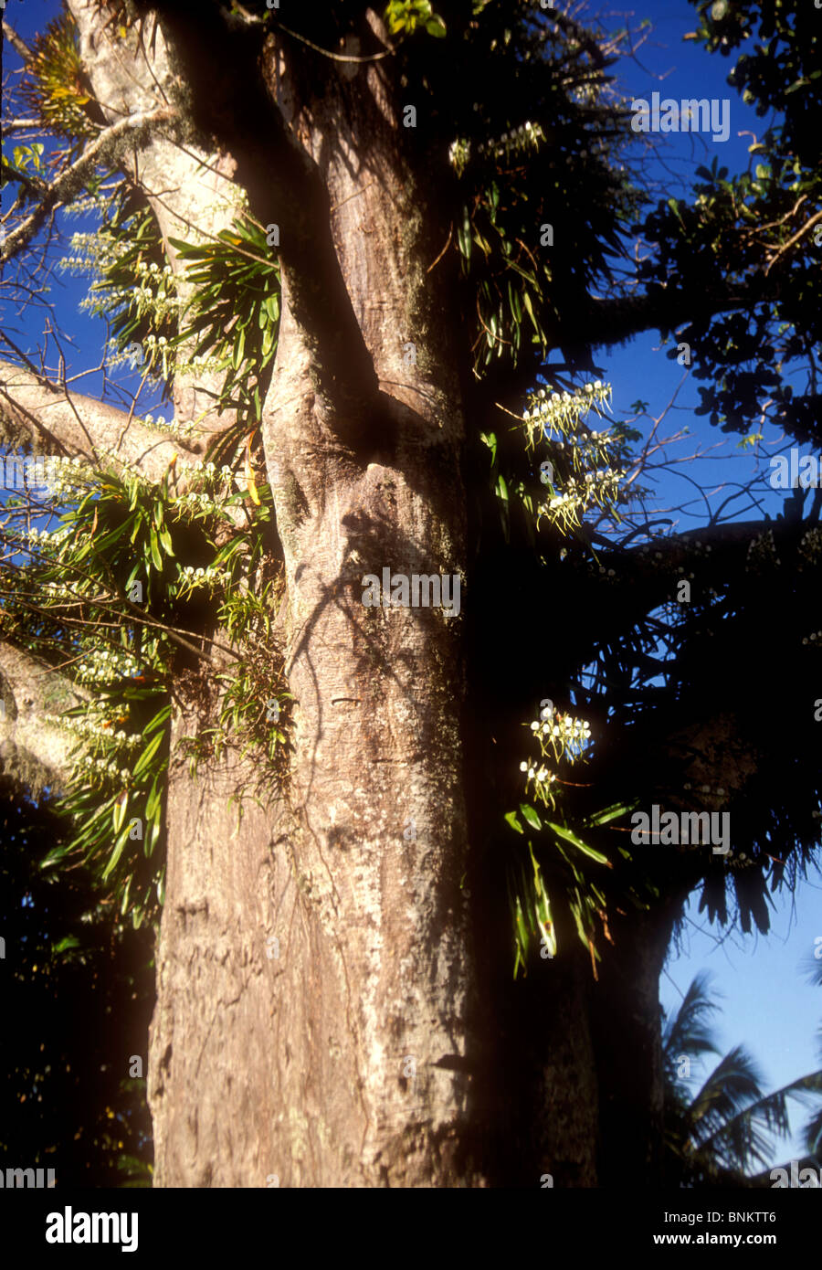 Wild orchids growing on tree hi-res stock photography and images - Alamy