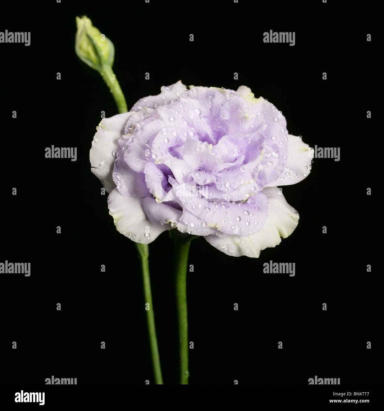purple carnation with bud Stock Photo - Alamy