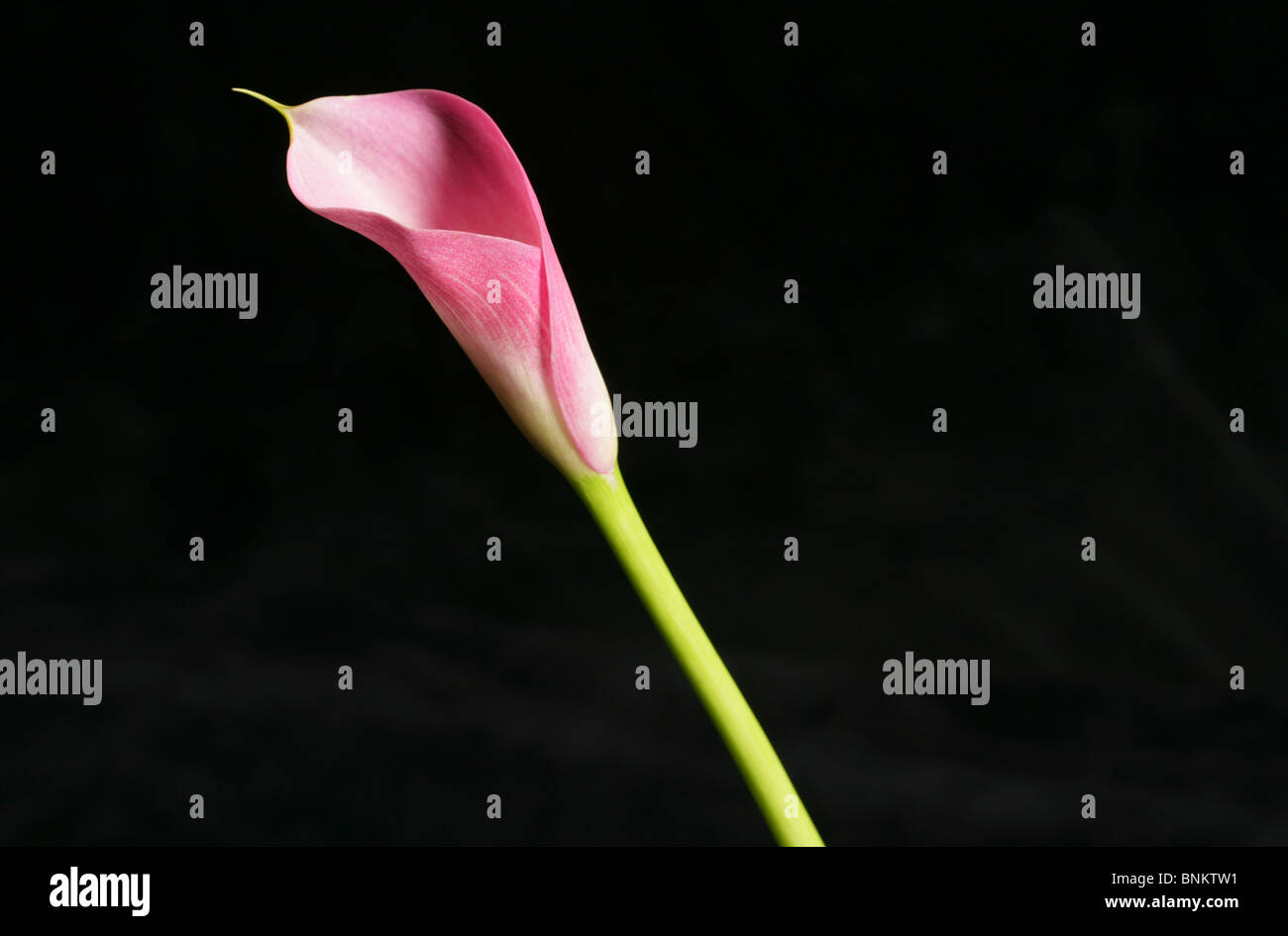 String lily hi-res stock photography and images - Alamy