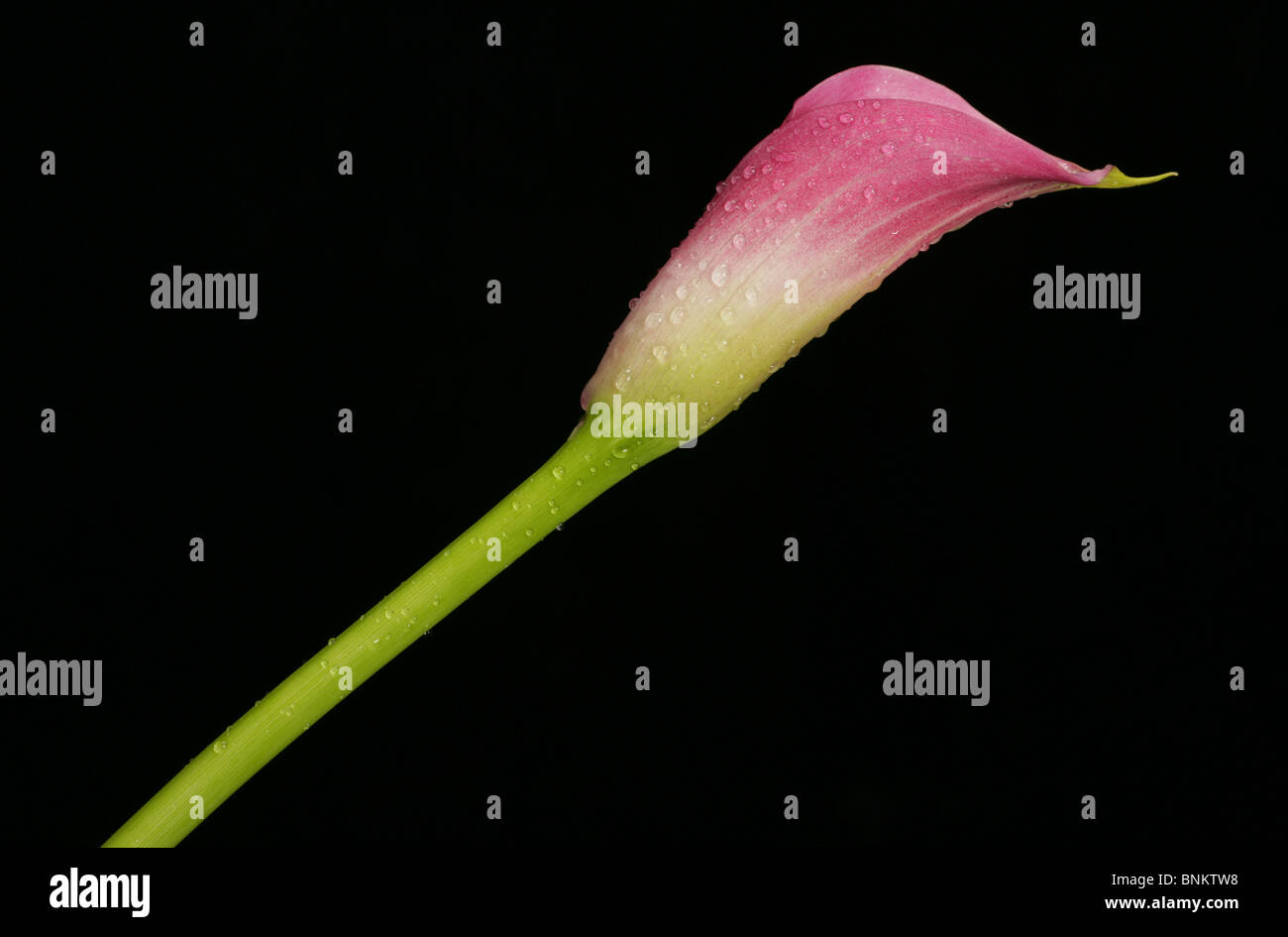 String lily hi-res stock photography and images - Alamy