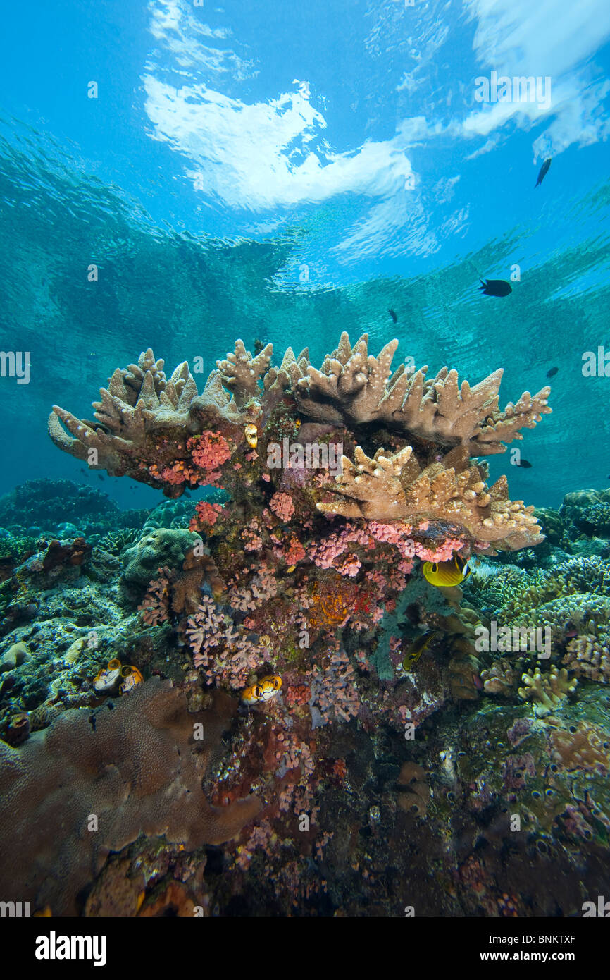 A tropical coral reef off Bunaken Island in North Sulawesi, Indonesia ...