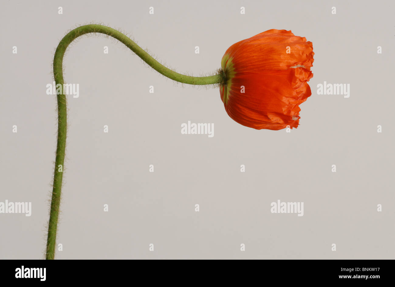 red bent poppy profile Stock Photo - Alamy