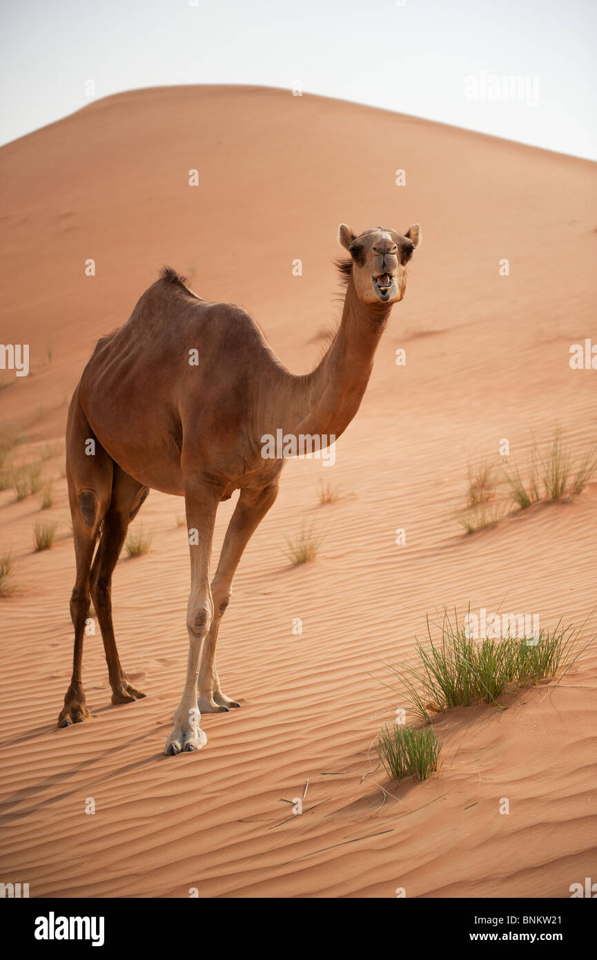 Arabian dromedary camels (camelus dromedarius) in the desert sand of ...