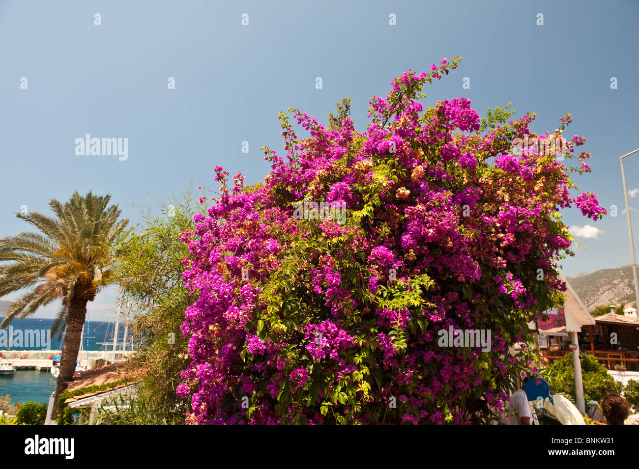 Purple/Pink flowers growing in Kas in Turkey Stock Photo - Alamy