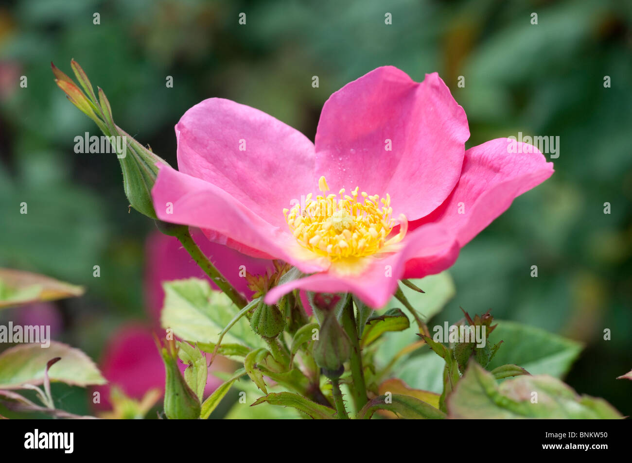 Picardy rose hi-res stock photography and images - Alamy