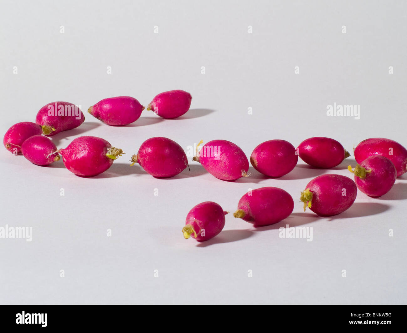 A curving Line of Pink radishes Stock Photo - Alamy