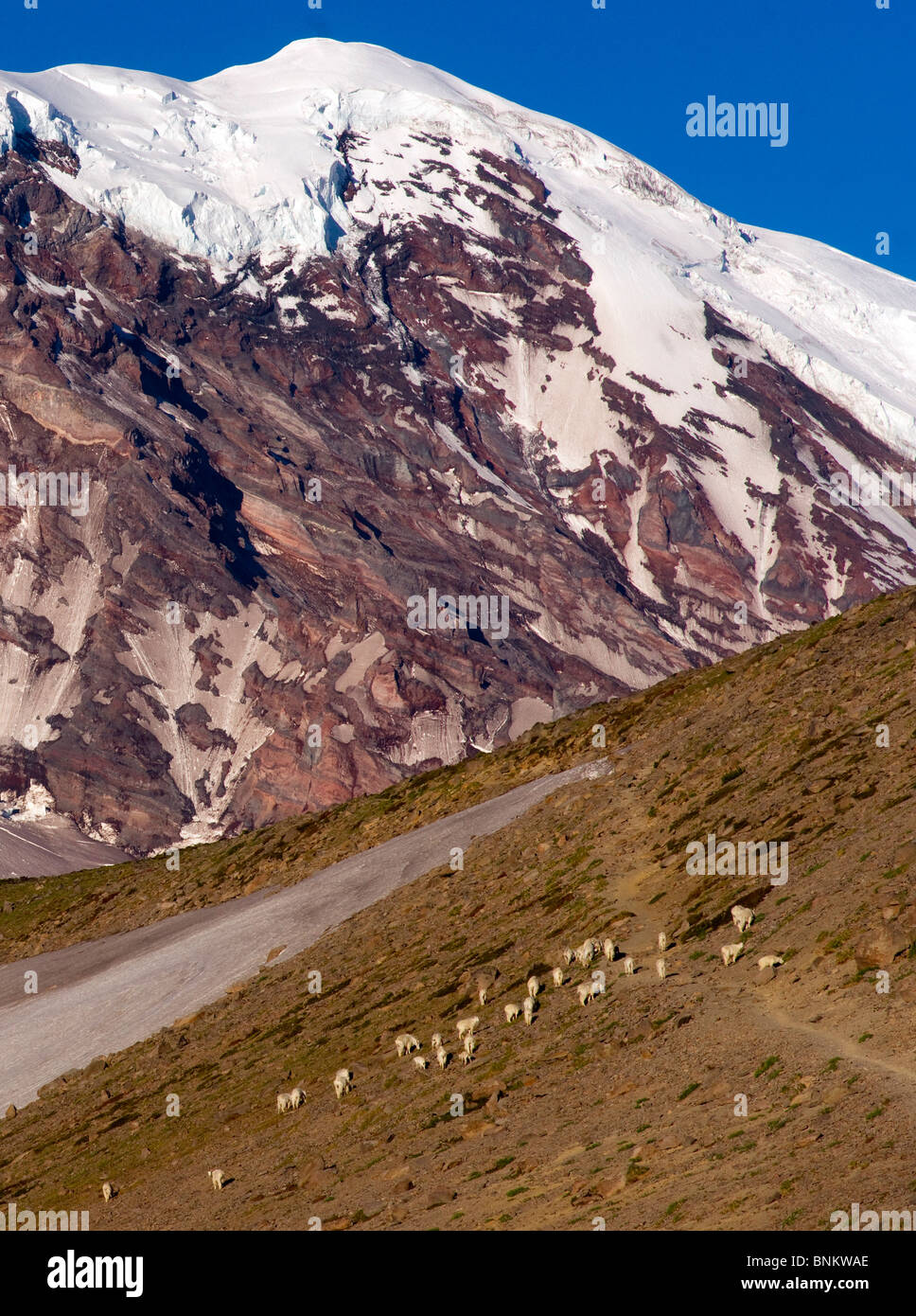 A Herd of Mountain Goats on The Sunrise Side of Washington State's ...