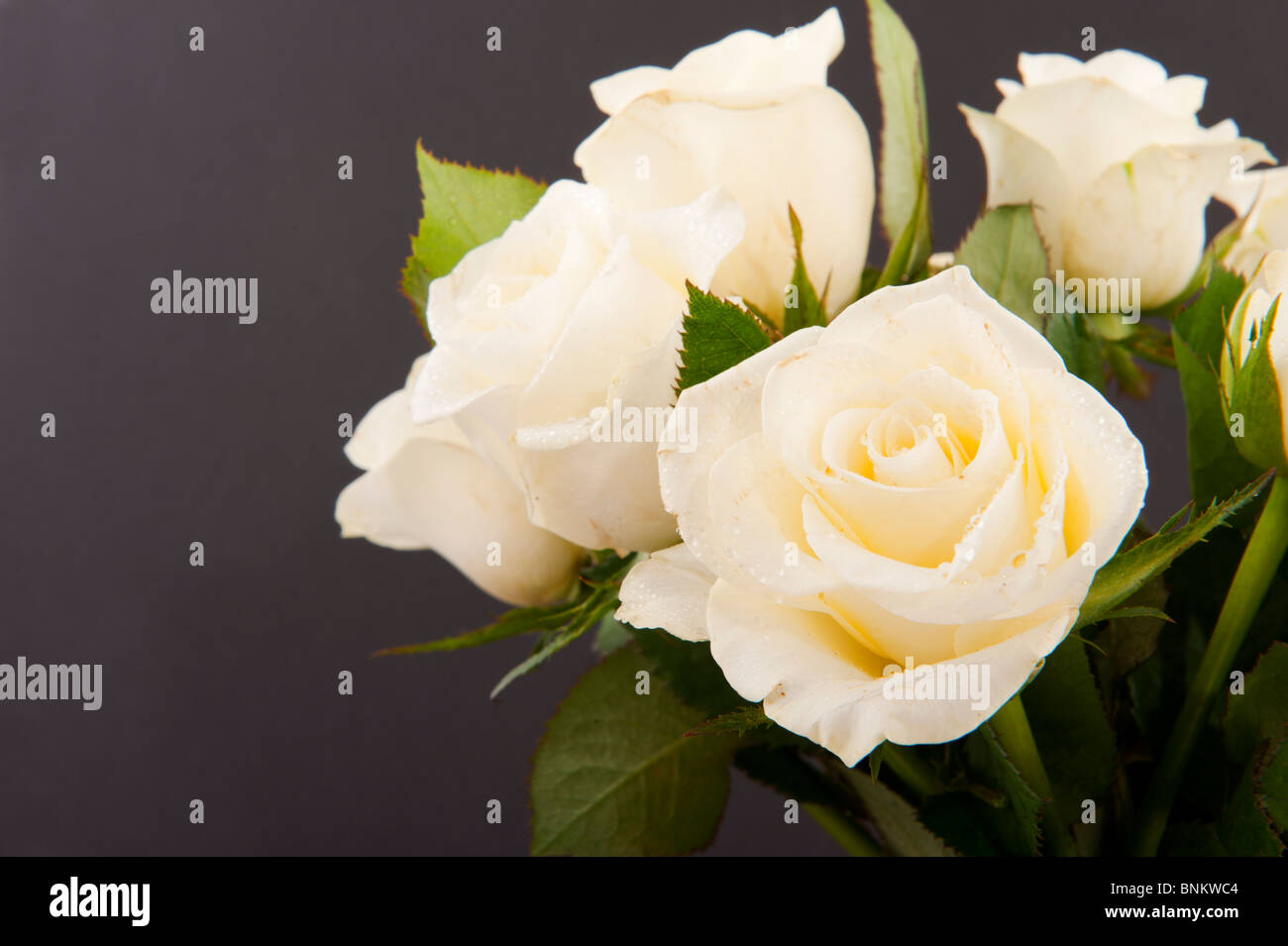 Vase white roses for a funeral isolated on black Stock Photo - Alamy