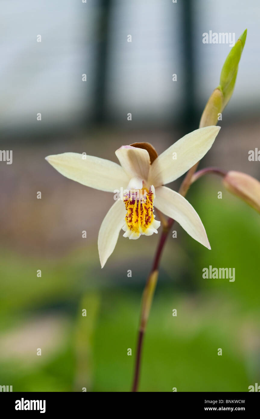 Ochracea hi-res stock photography and images - Alamy