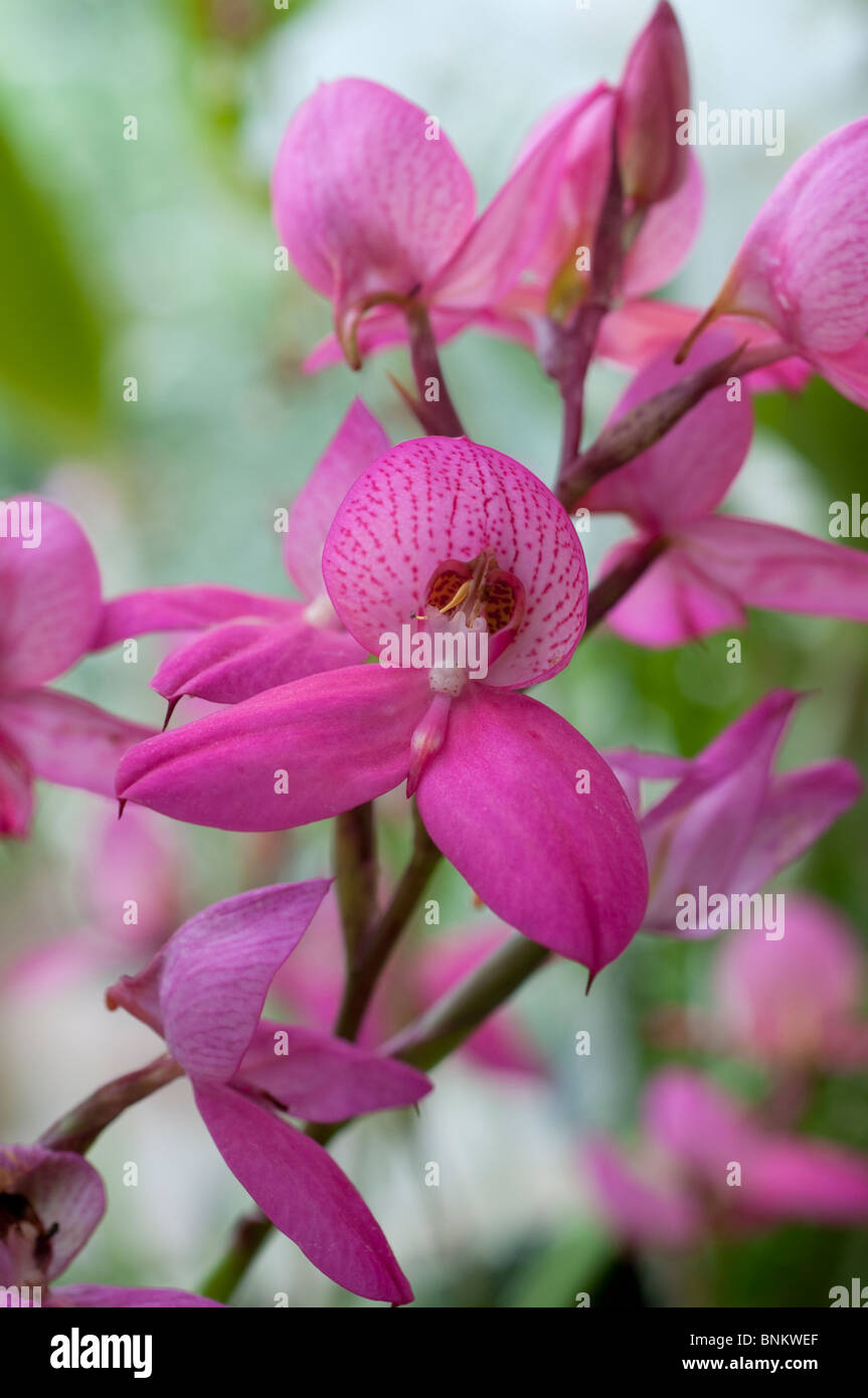 Orchid disa hi-res stock photography and images - Alamy
