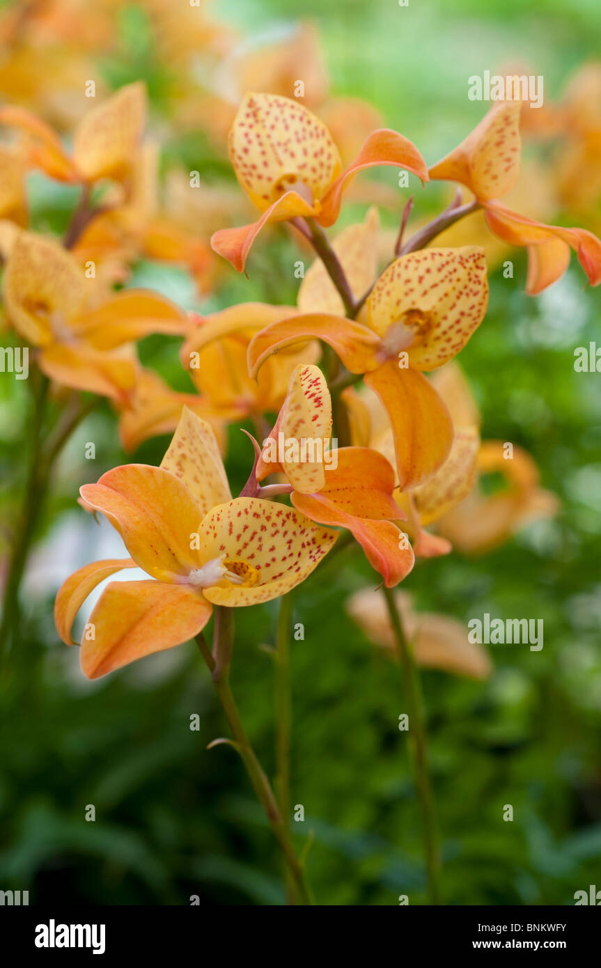 Disa x kewensis hi-res stock photography and images - Alamy
