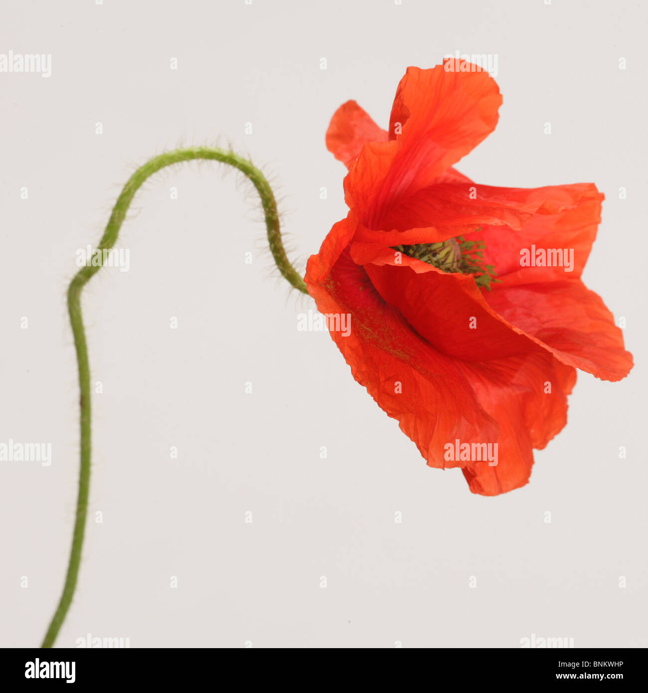 Red poppy bent stem hi-res stock photography and images - Alamy