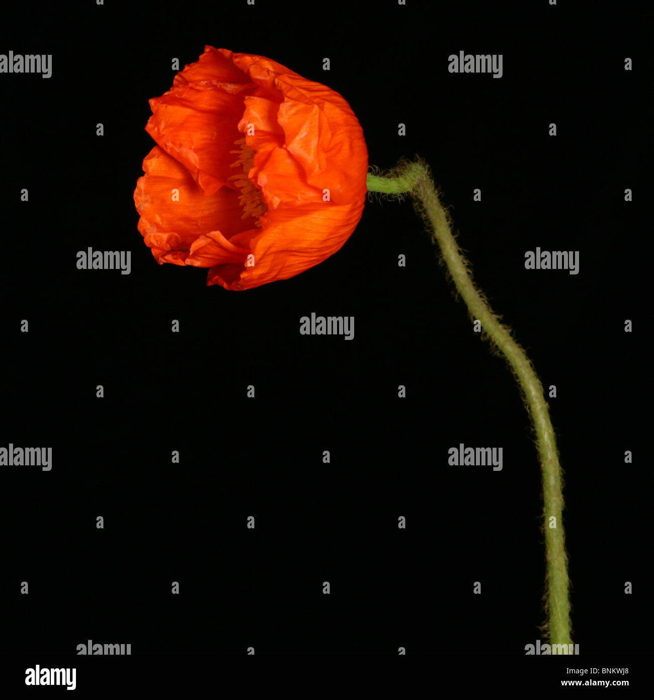 Red poppy bent stem Stock Photo - Alamy