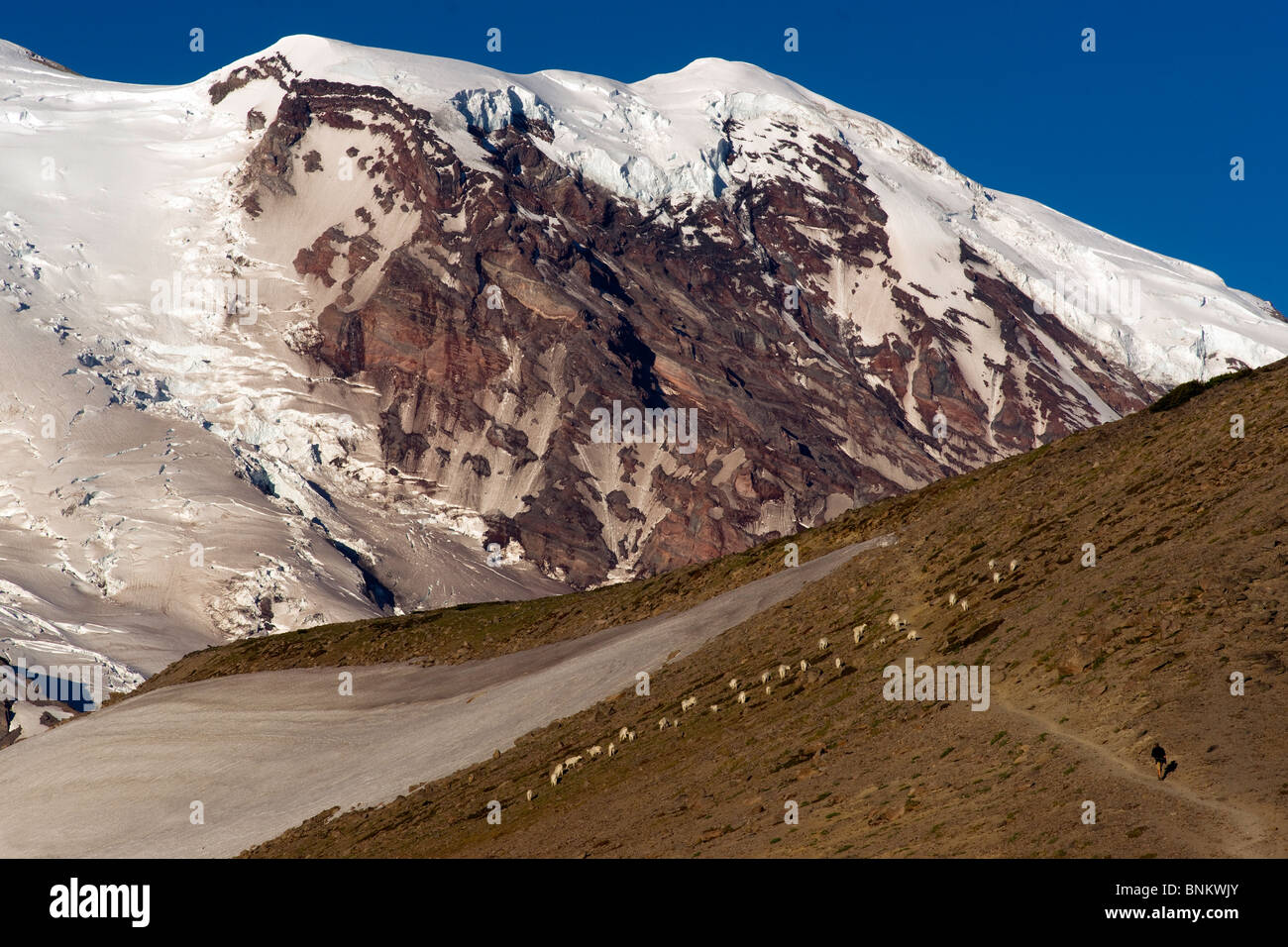 A Herd of Mountain Goats on The Sunrise Side of Washington State's ...