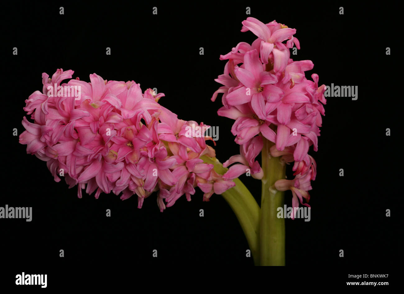 fuchsia hyacinth stem double Stock Photo - Alamy