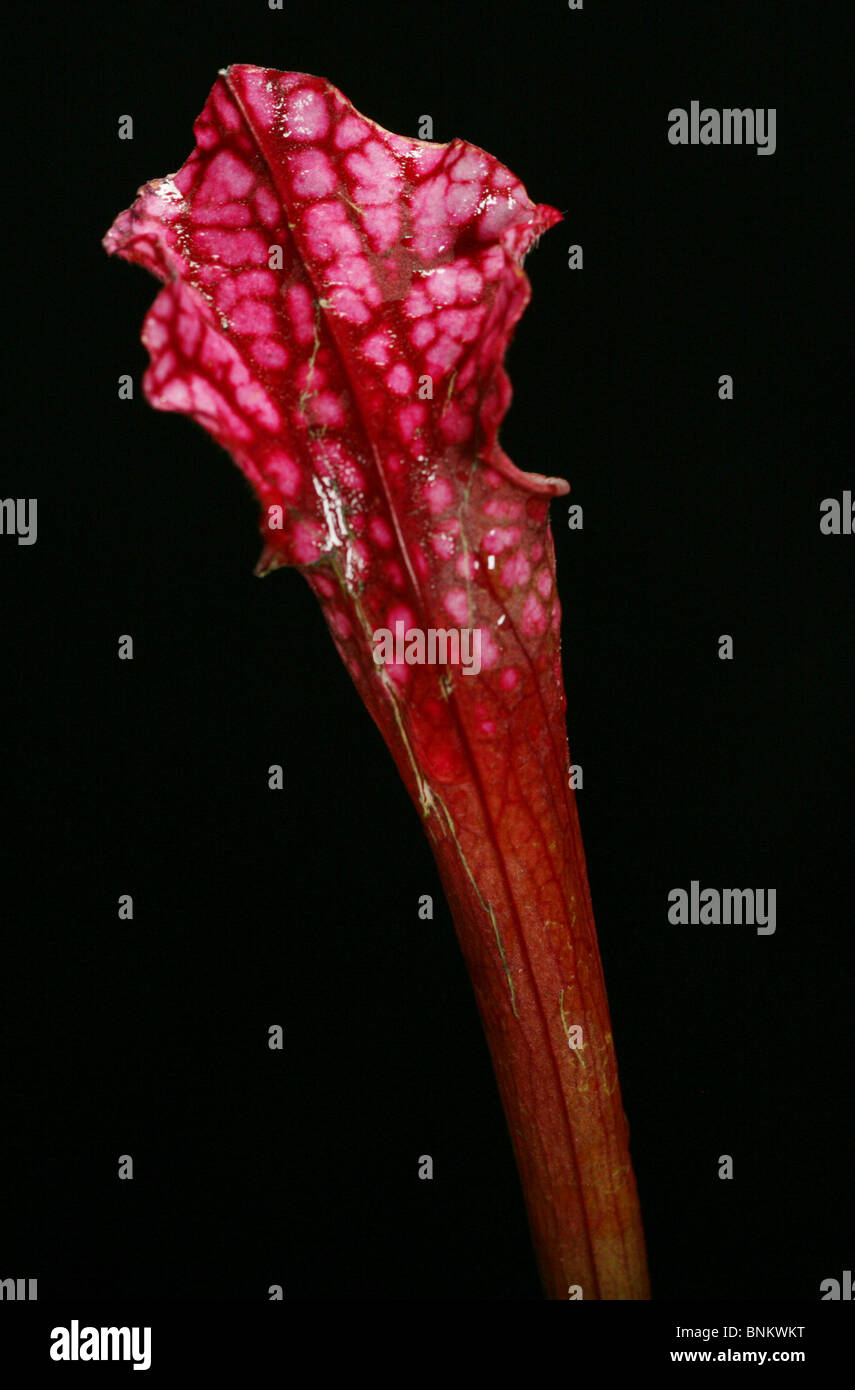 red plant closeup Stock Photo - Alamy