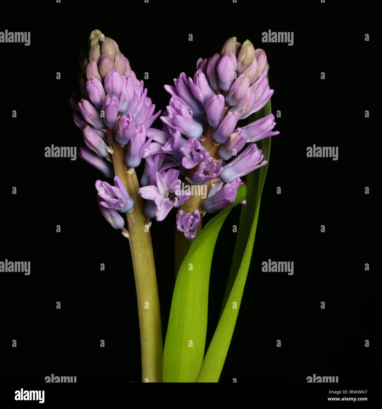 Plant hyacinths hi-res stock photography and images - Alamy