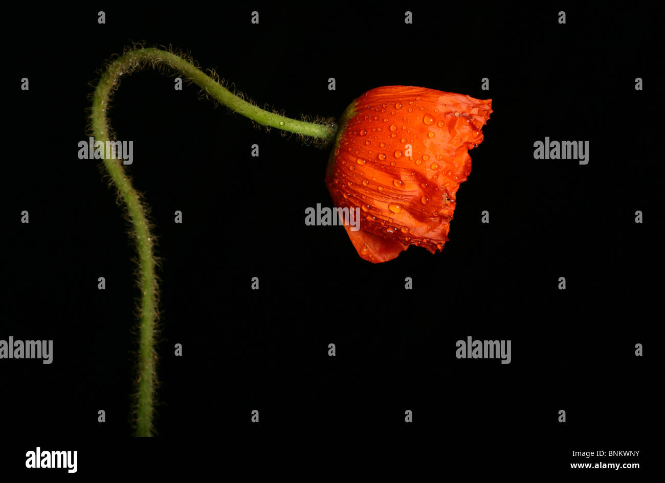 red poppy profile Stock Photo - Alamy