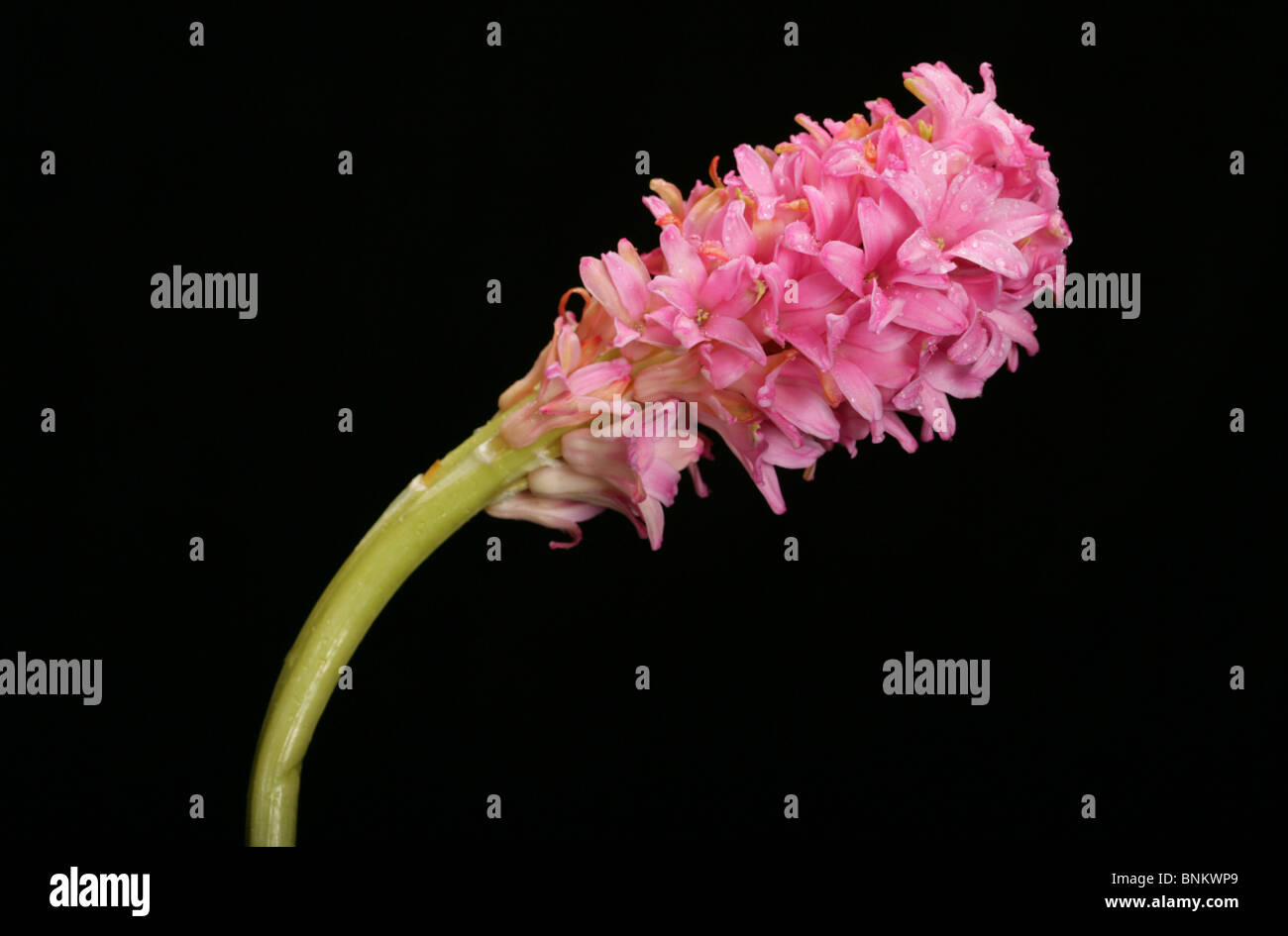 fuchsia hyacinth stem single Stock Photo - Alamy