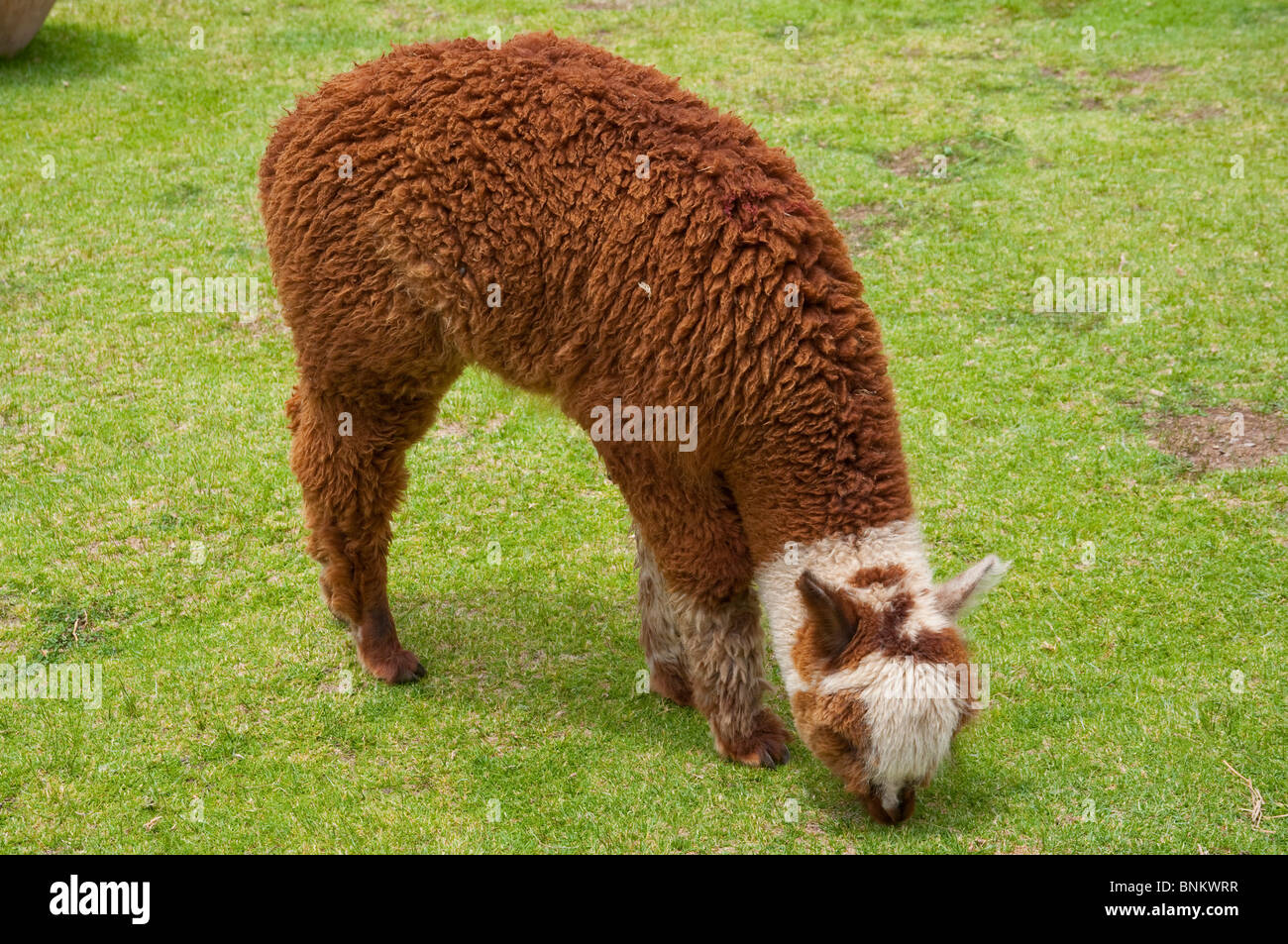 Closeups of the alpaca grazing in a pasture in Peru, south America ...