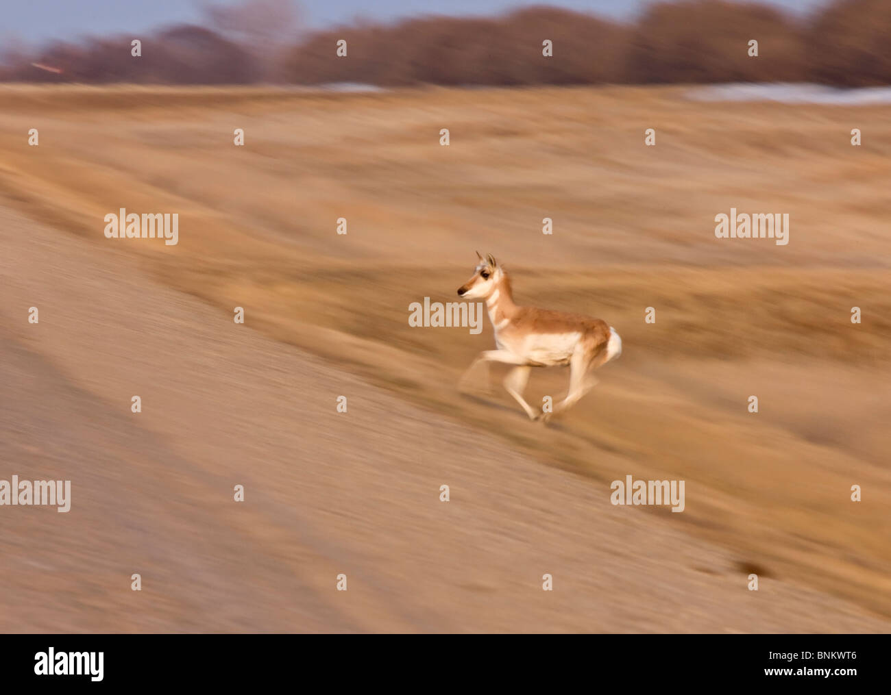 Pronghorn Antelope Saskatchewan Canada Stock Photo - Alamy