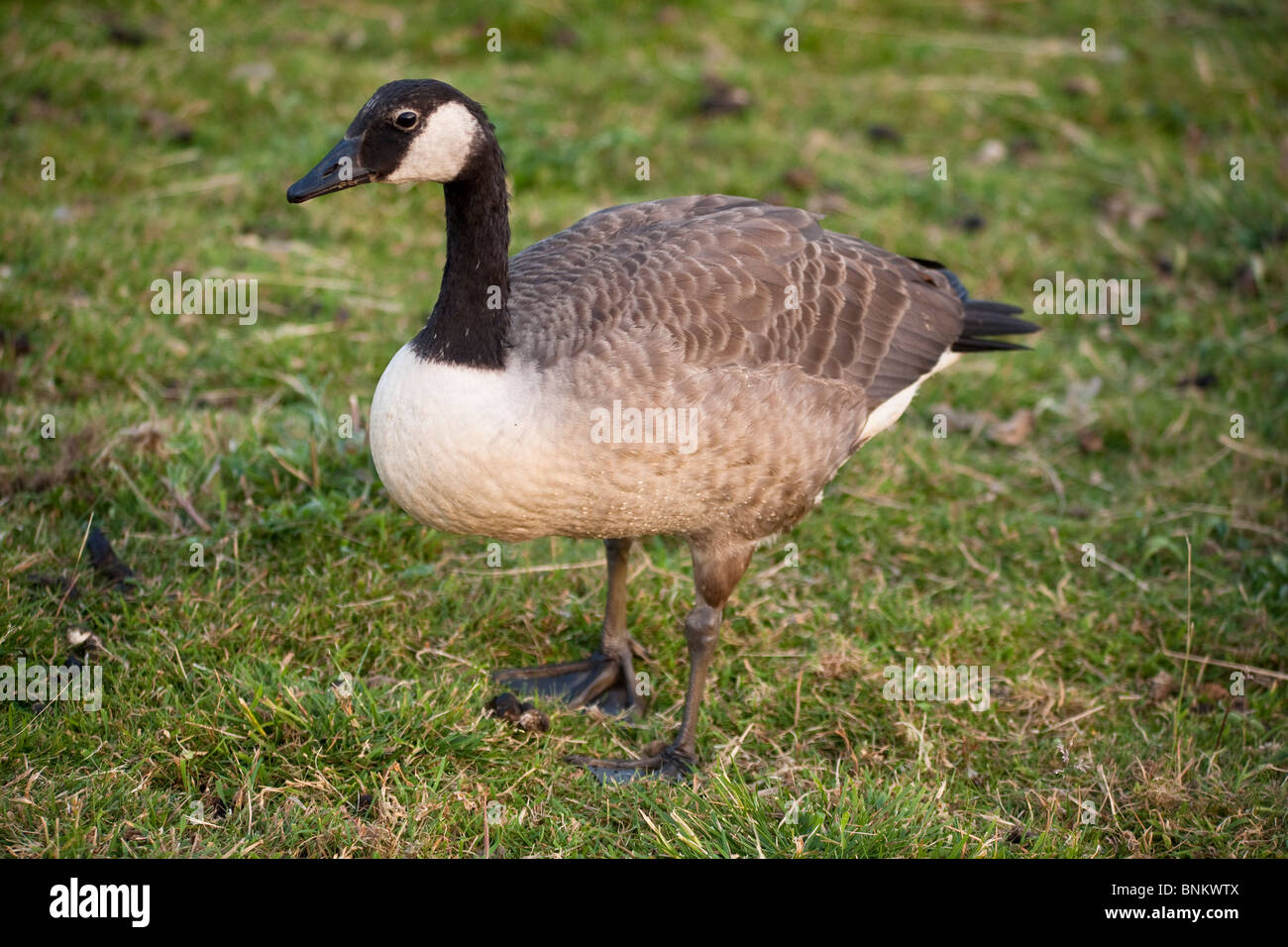 Tall goose hi-res stock photography and images - Alamy