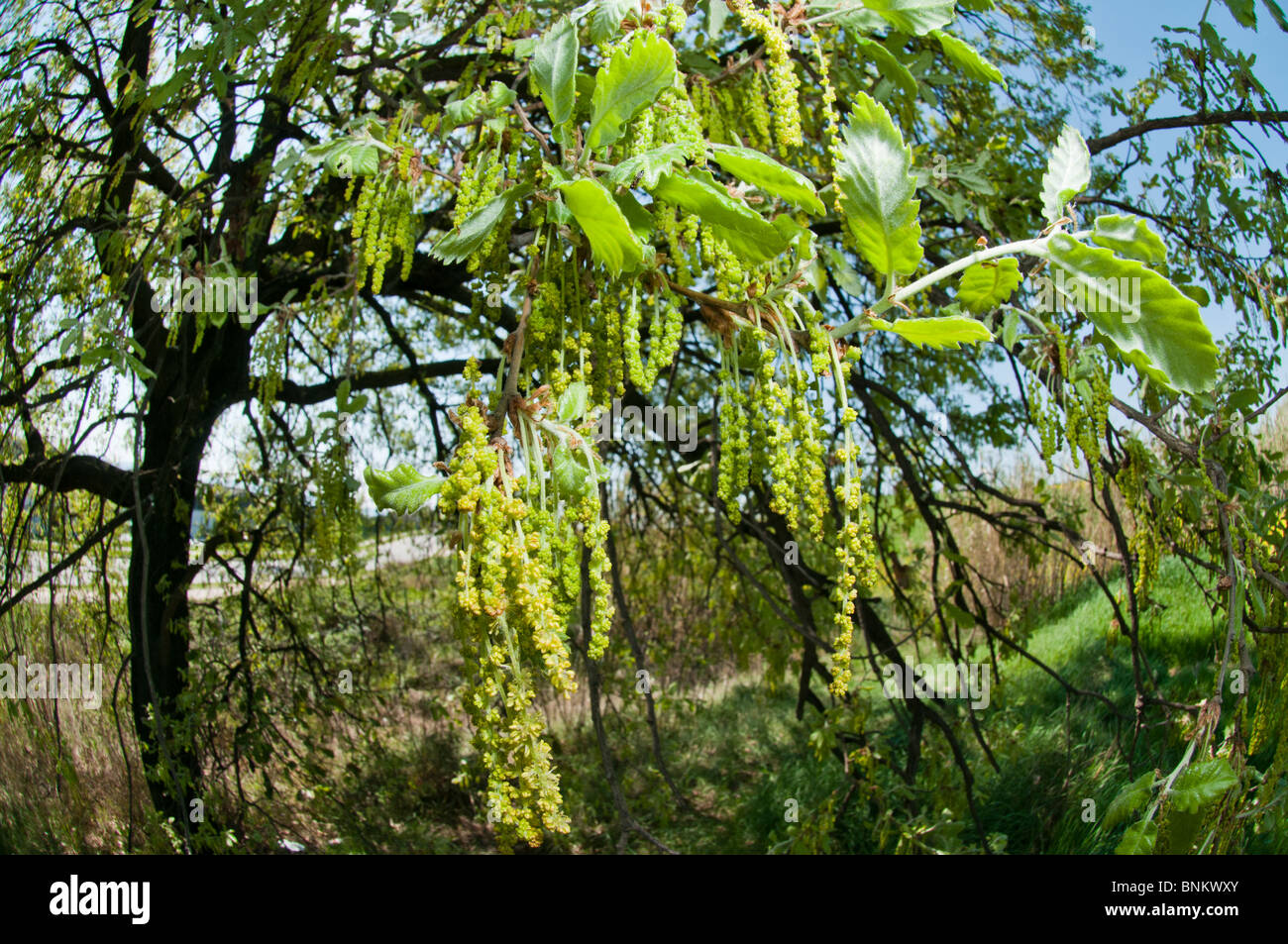 Planta fagaceae hi-res stock photography and images - Alamy