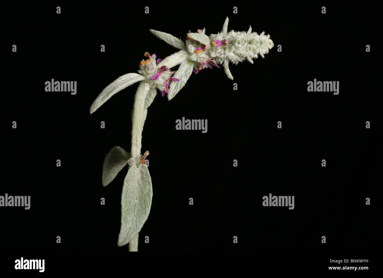 Lambs ears flower plant hi-res stock photography and images - Alamy