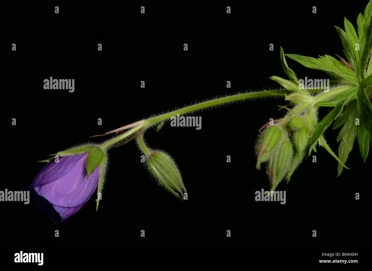 Flower bud on purple Cut Out Stock Images & Pictures - Alamy