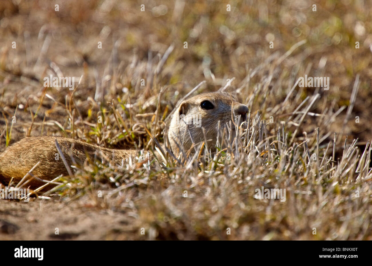 Prairie Dog Gopher Saskatchewan Canada Stock Photo - Alamy