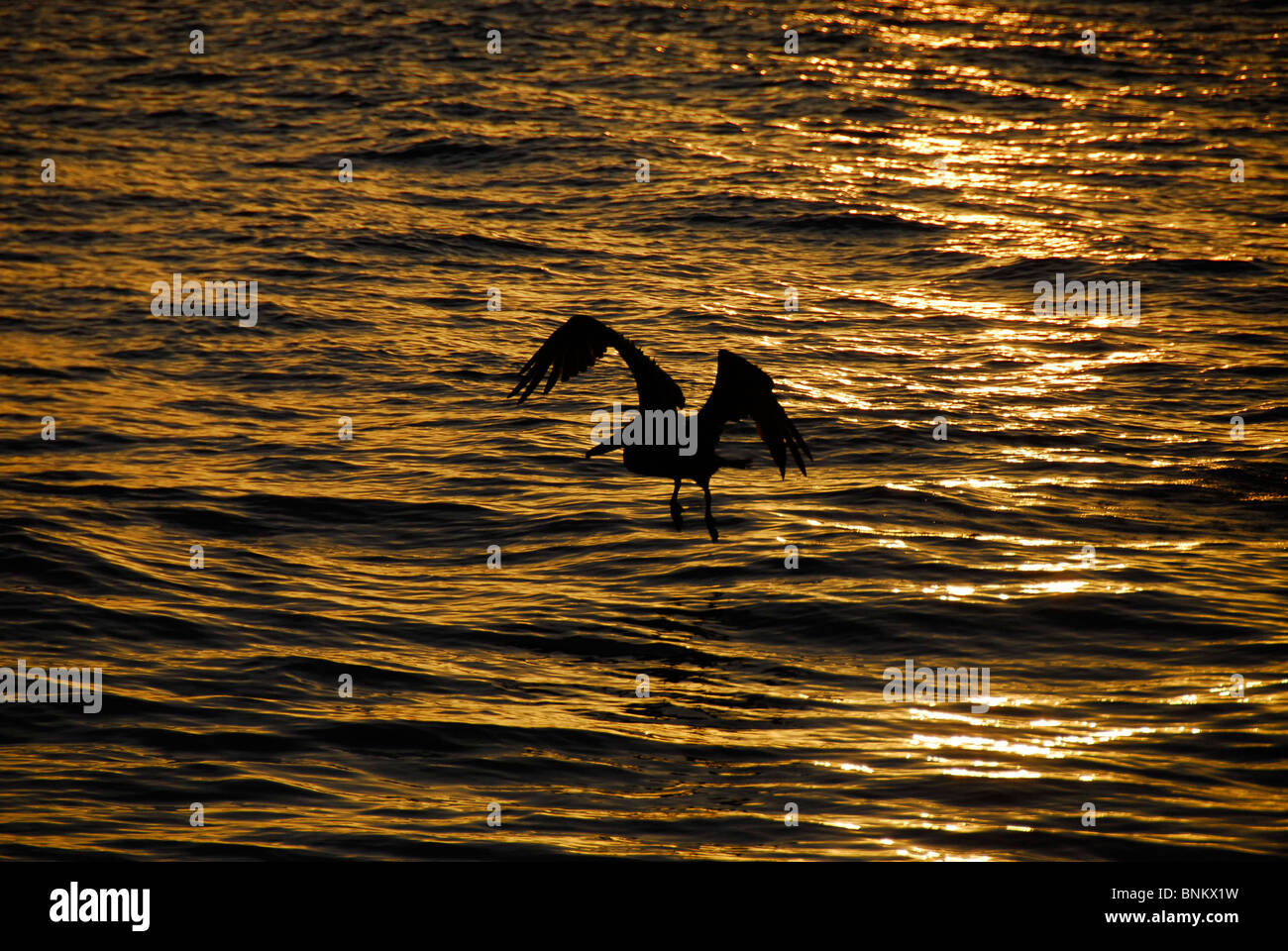 Sunset including pelican in flight Stock Photo - Alamy