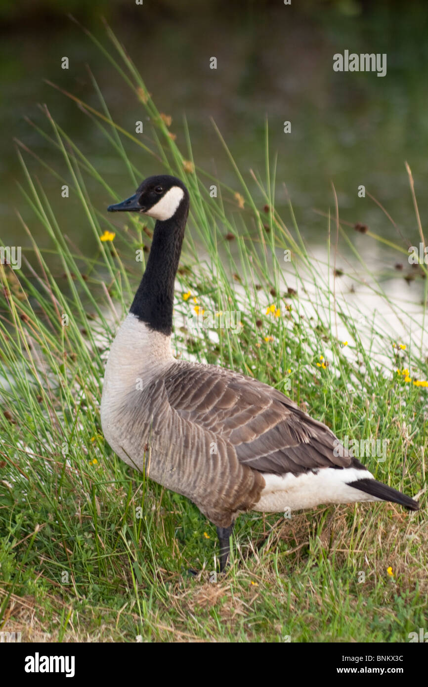 Canada Goose, Branta Canadensis, England Stock Photo - Alamy
