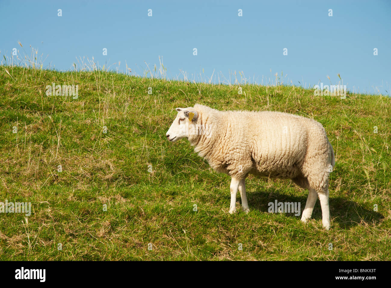 Dutch grass hi-res stock photography and images - Alamy