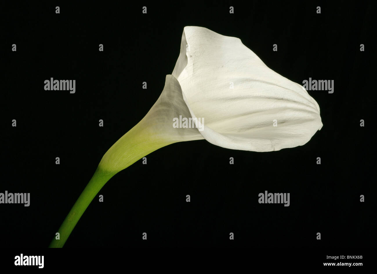 white calla lily Stock Photo - Alamy