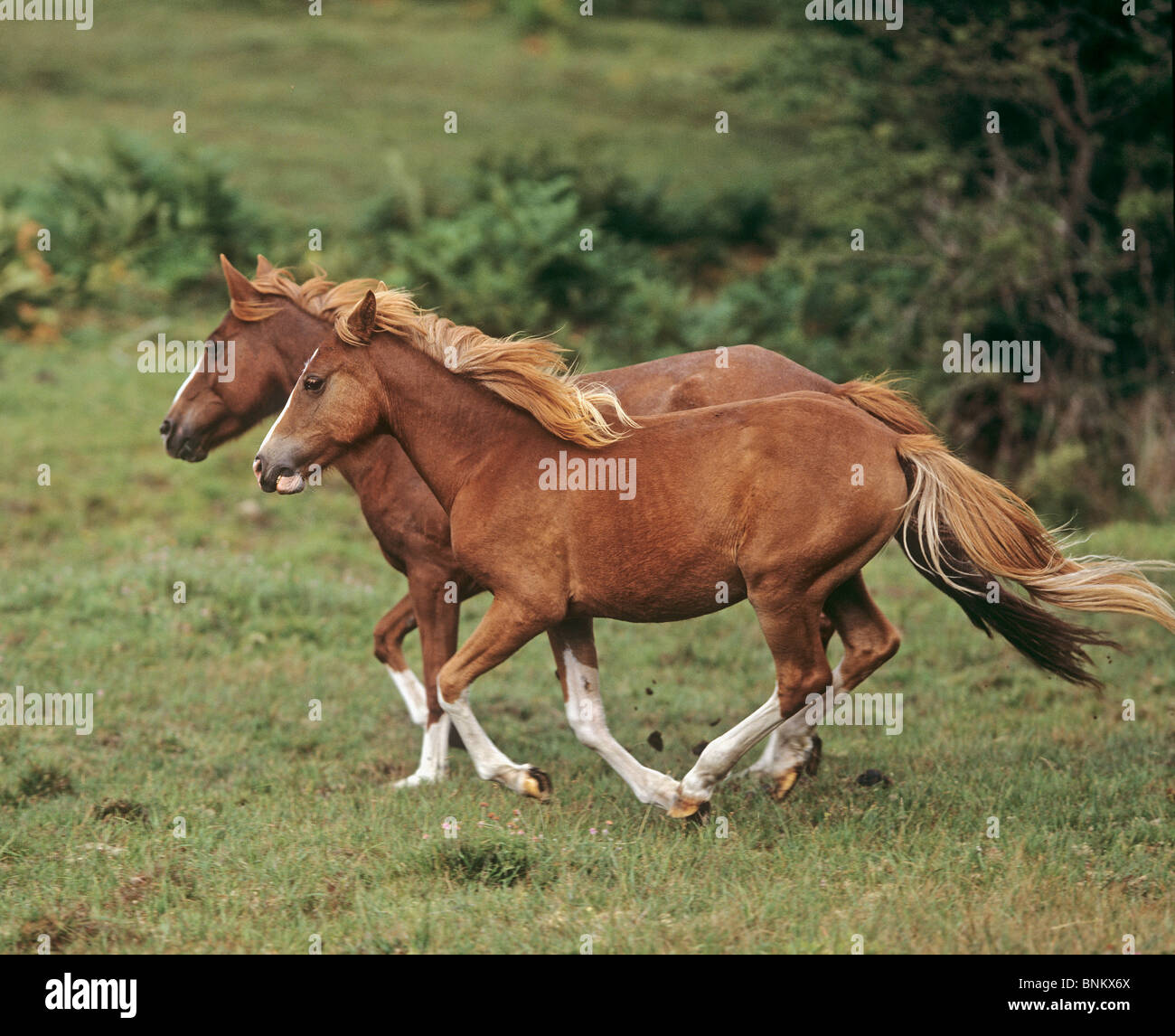 two New Forest Ponies running meadow Stock Photo - Alamy