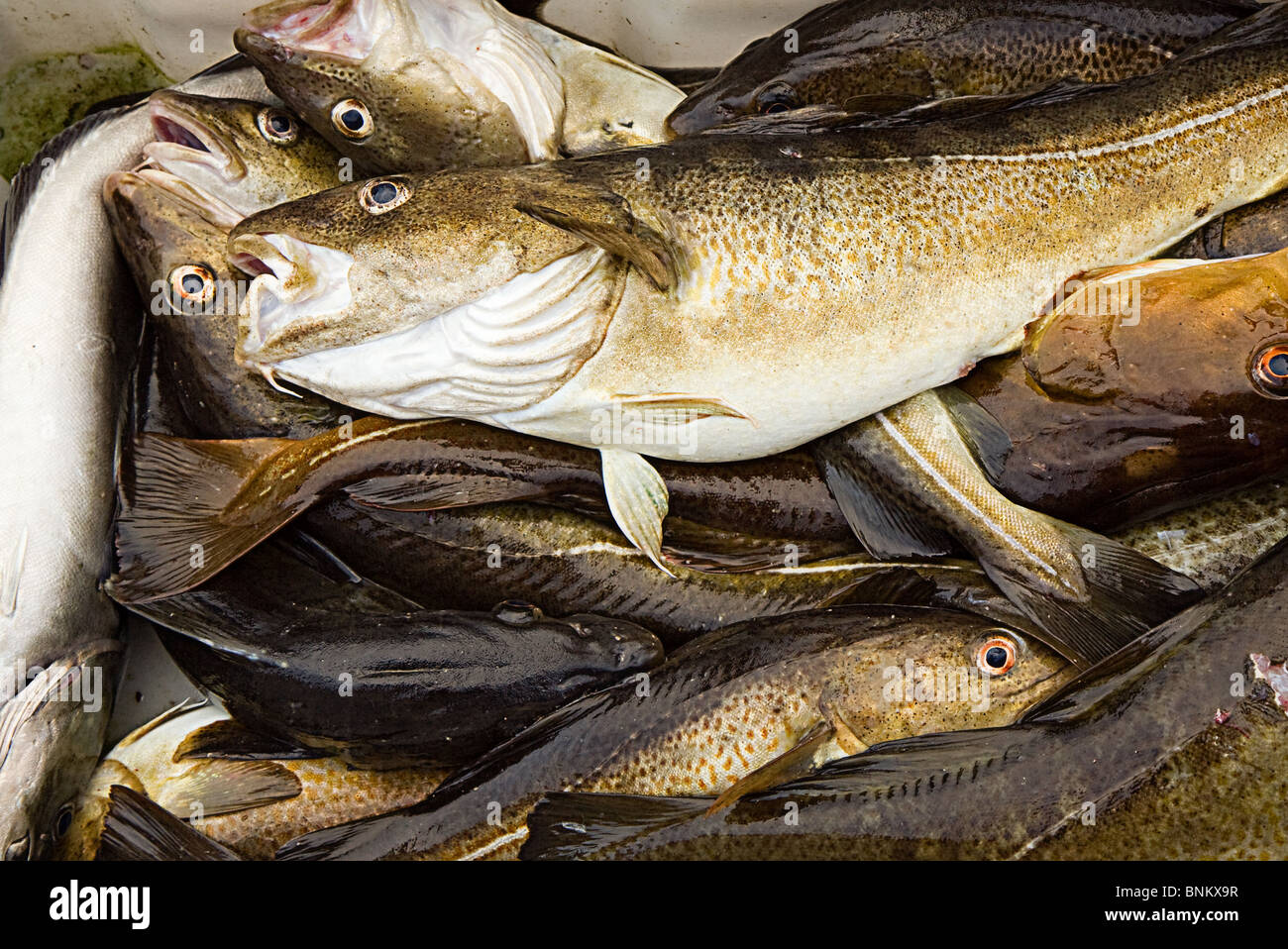 Codfish in lofoten Islands Stock Photo - Alamy