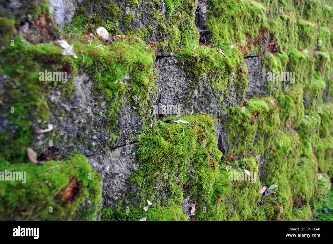Mossy stone brick wall texture hi-res stock photography and images - Alamy