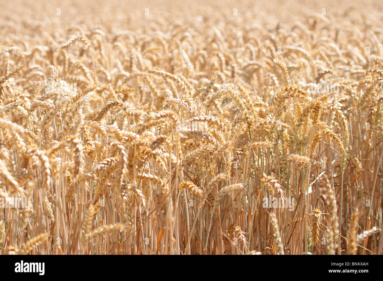 A field of golden wheat Stock Photo - Alamy