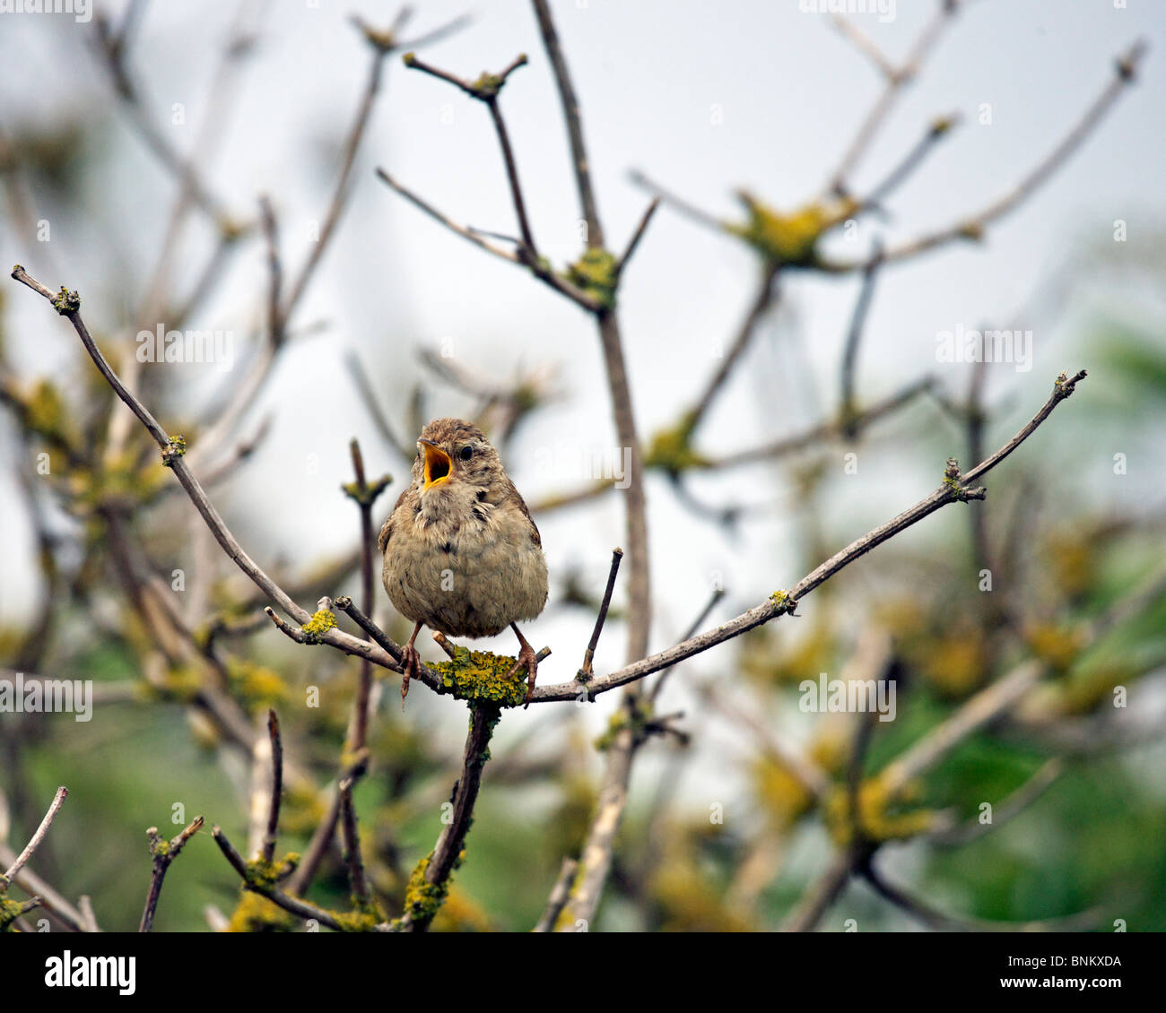 singing European wren - troglodytes Stock Photo - Alamy