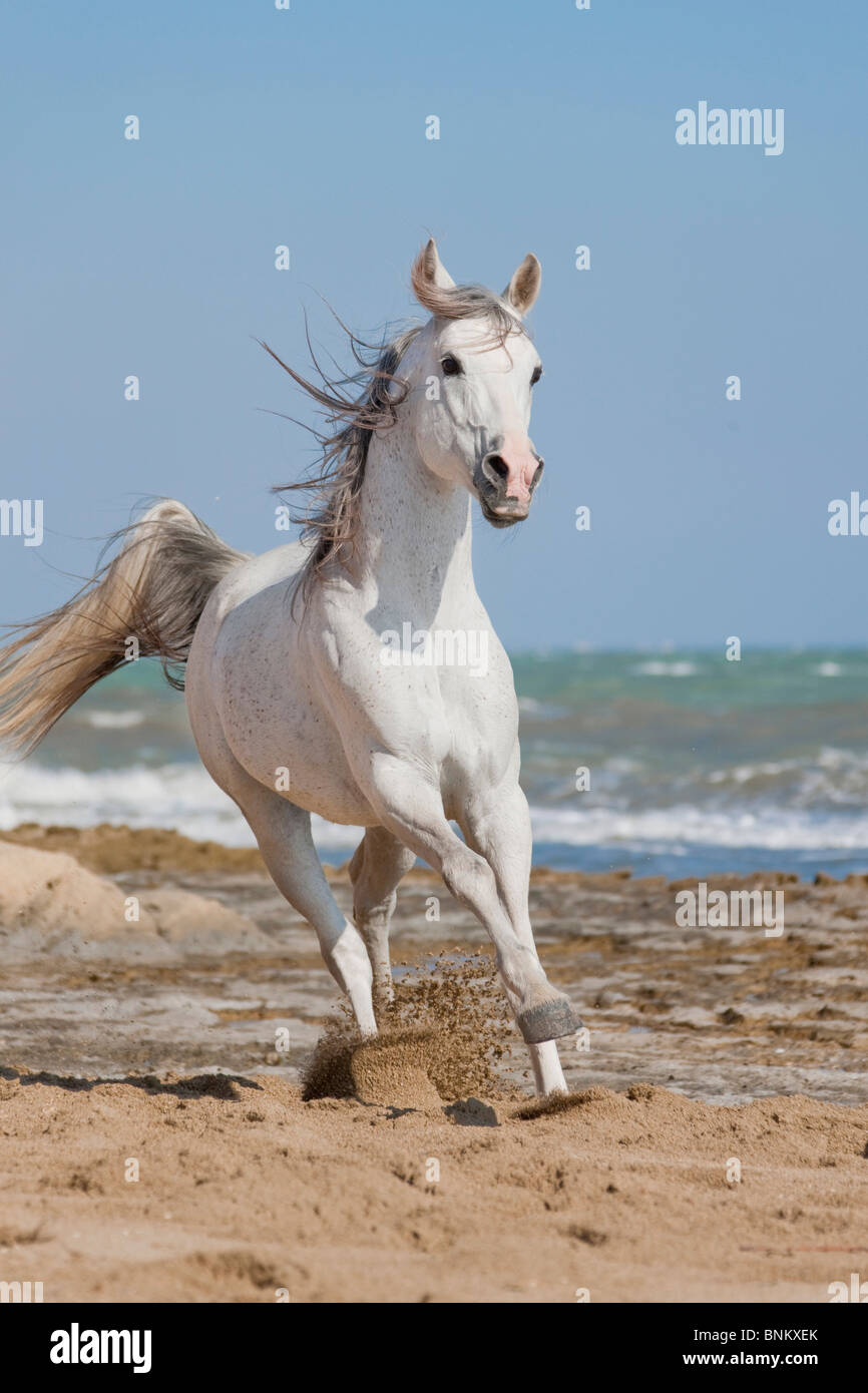 Arabian horse galloping beach hi-res stock photography and images - Alamy