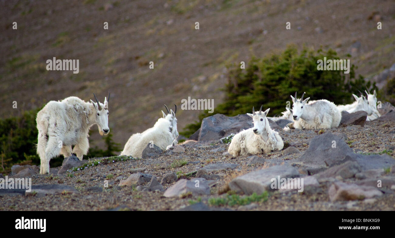 A Herd of Goats on The Sunrise Side of Washington State's Mount Rainier ...