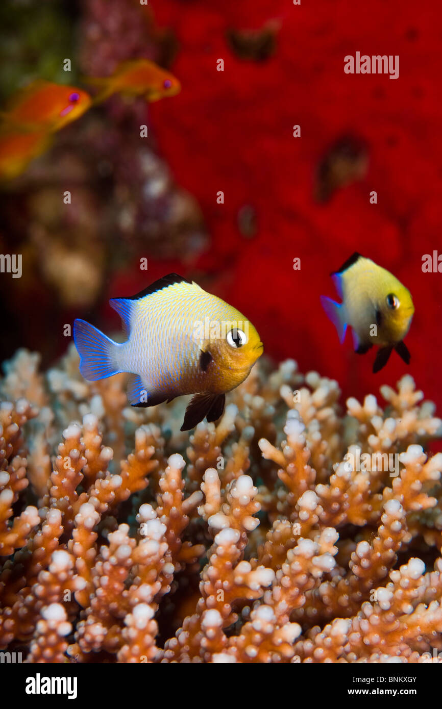 Marginate dascyllus fish hi-res stock photography and images - Alamy