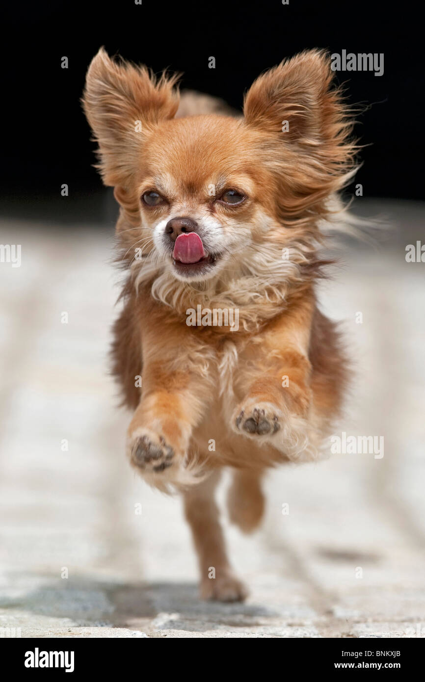 Chihuahua dog running Stock Photo - Alamy