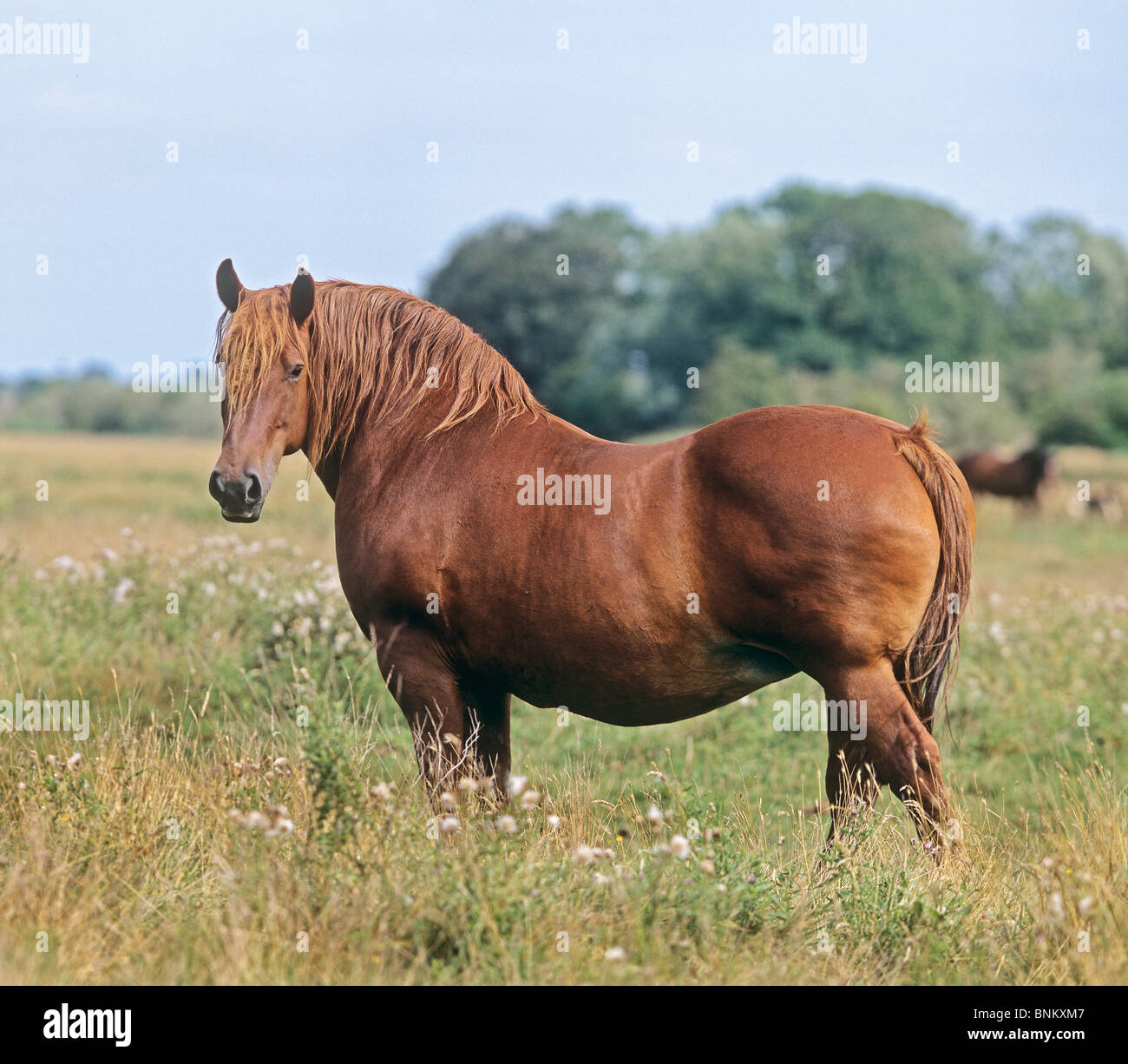 Suffolk Punch horse standing in a meadow Stock Photo - Alamy