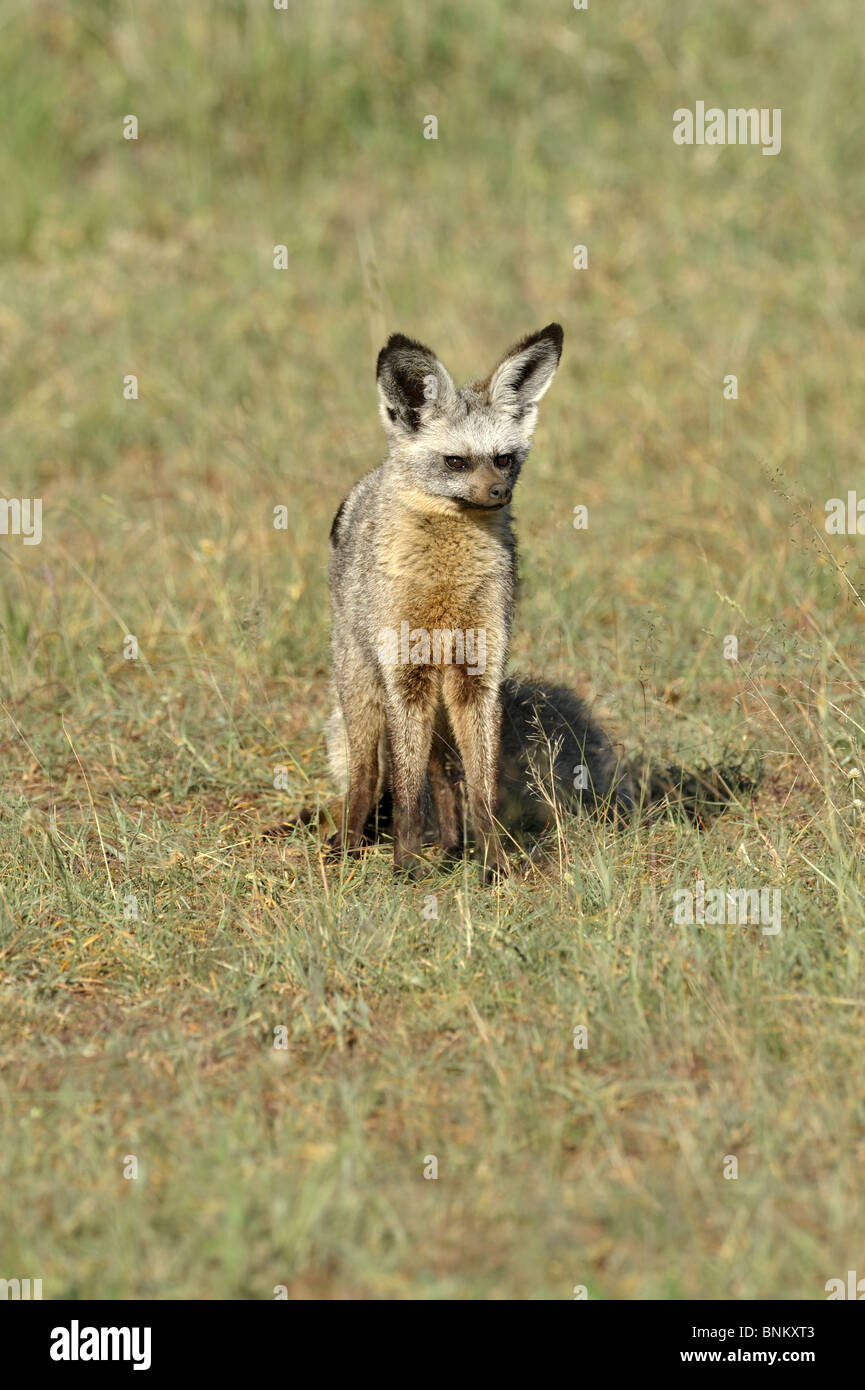 Bat-eared Fox cub, Otocyon megalotis, Masai Mara National Reserve ...