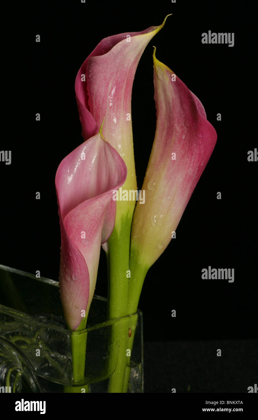 3 pink Calla lilies Stock Photo - Alamy