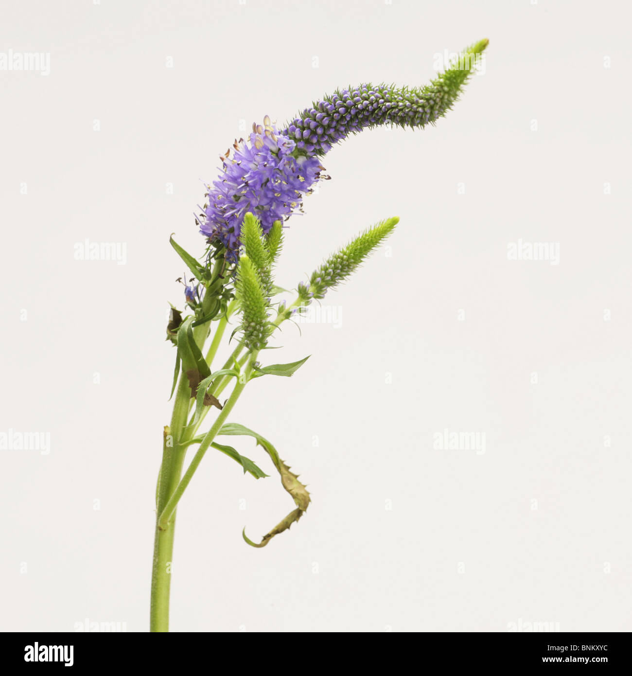 Purple stalk flower Stock Photo - Alamy