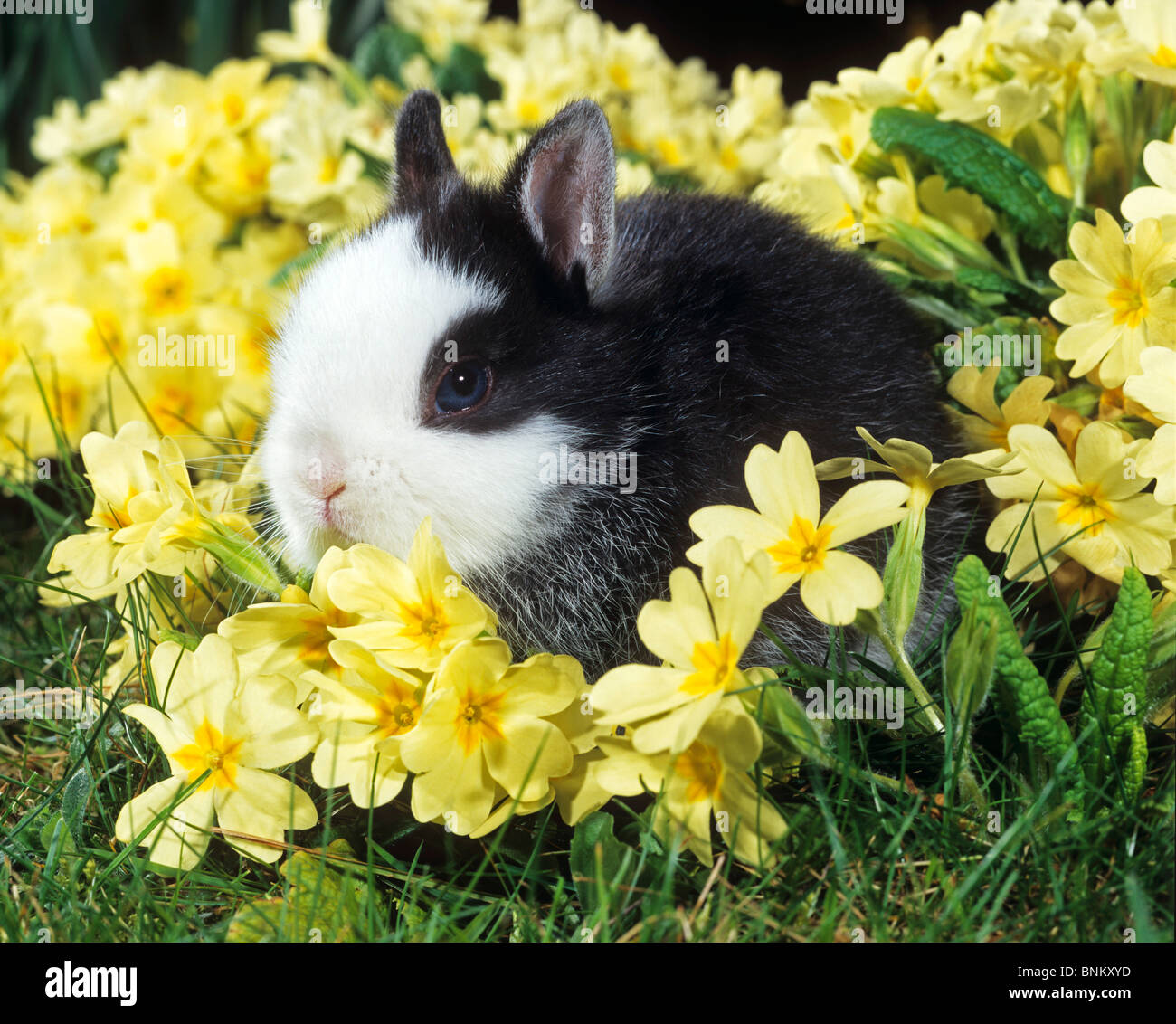 young dwarf rabbit between primroses Stock Photo - Alamy