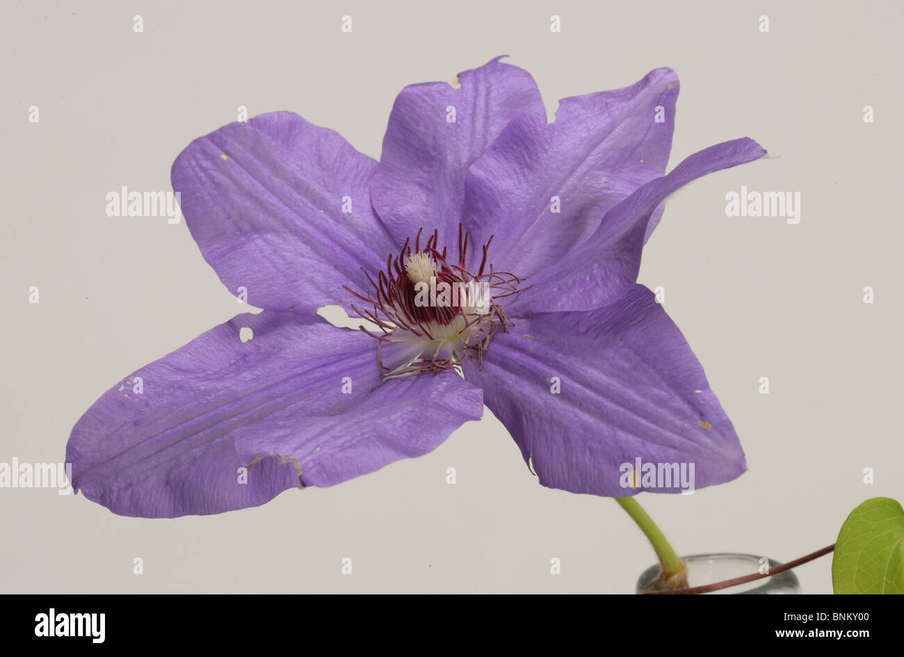 purple star flower Stock Photo - Alamy