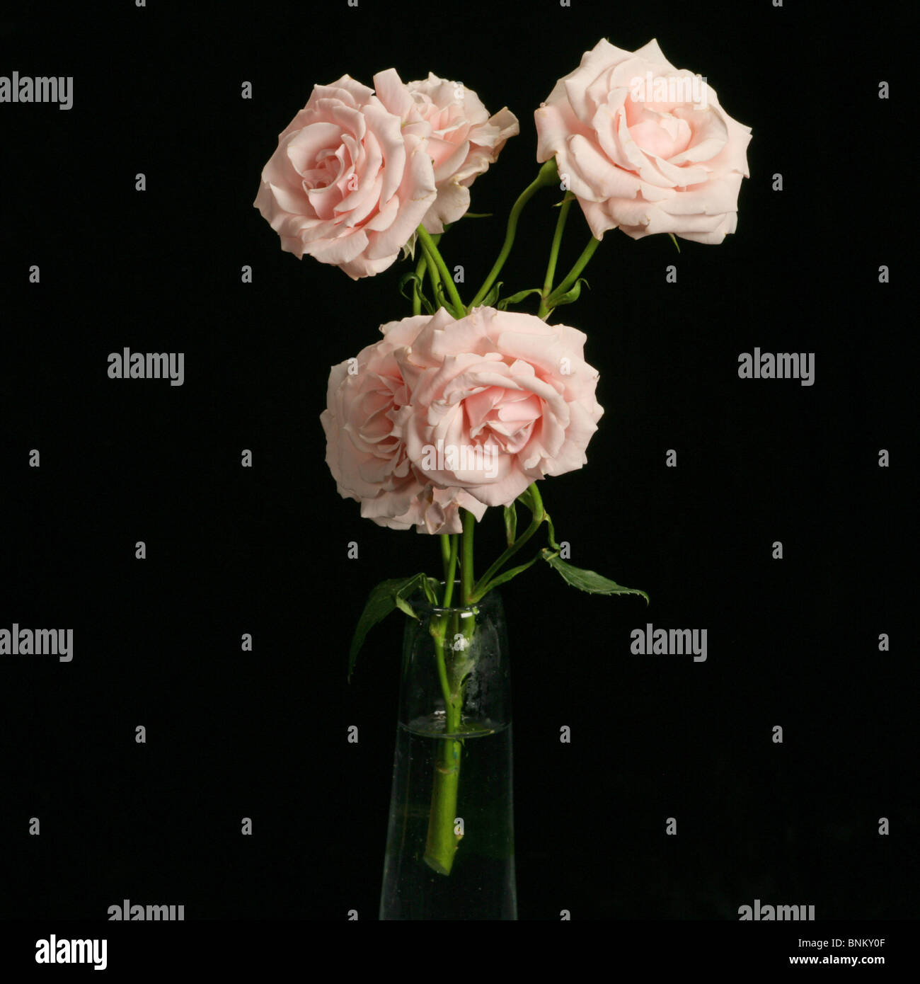 pink miniature roses Stock Photo - Alamy